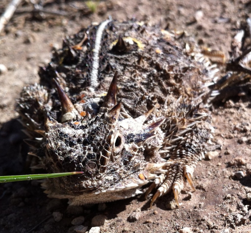 horned-toad2 | Rock Hunting in the Big Bend of Texas