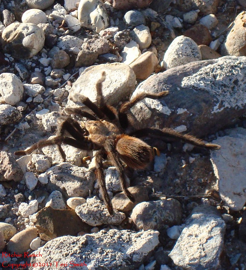 Tarantula -Ritchie Ranch | Rock Hunting in the Big Bend of Texas